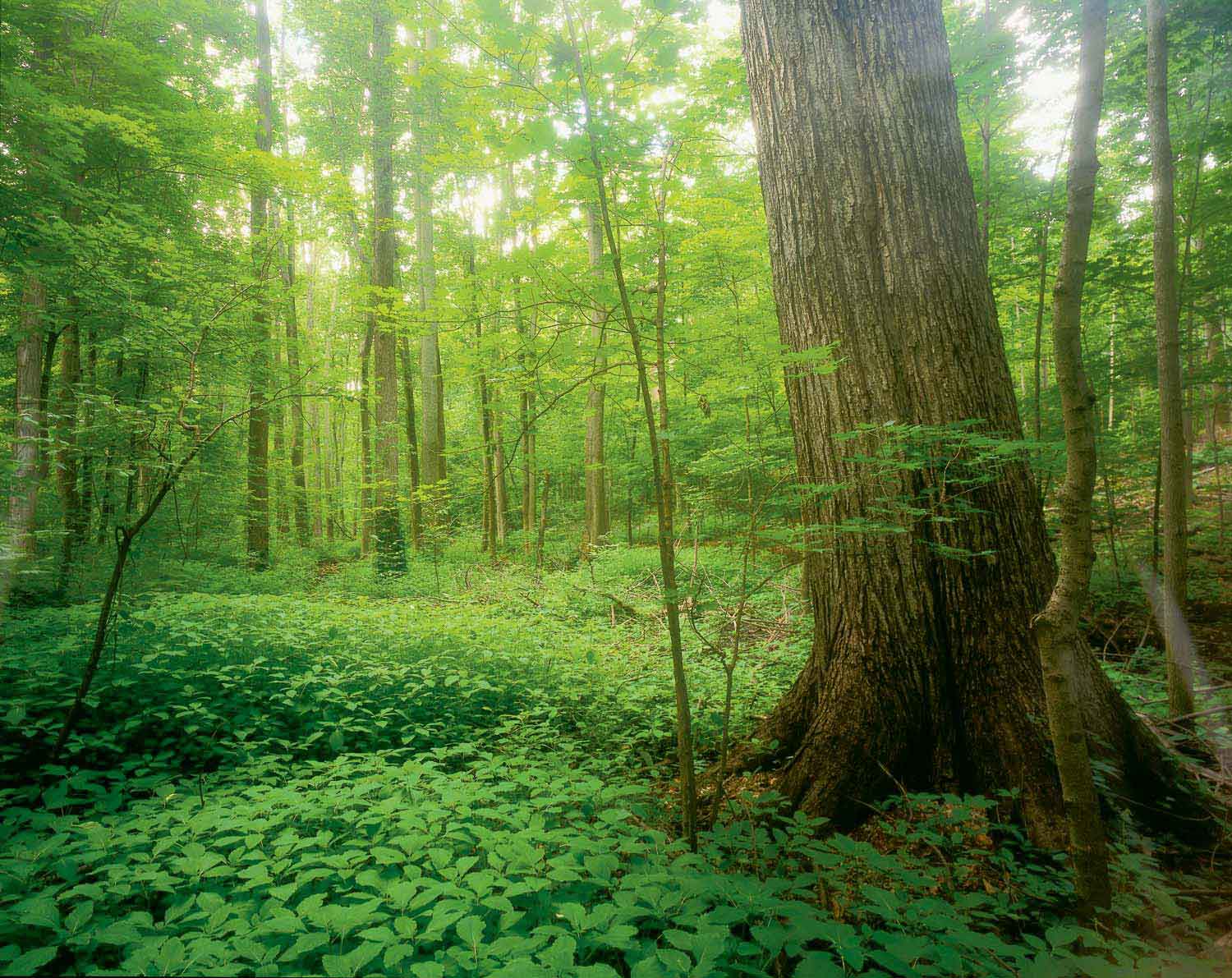 Part 2: Suffering a Crisis of Faith? Grow Your Own "Sacred Grove ...